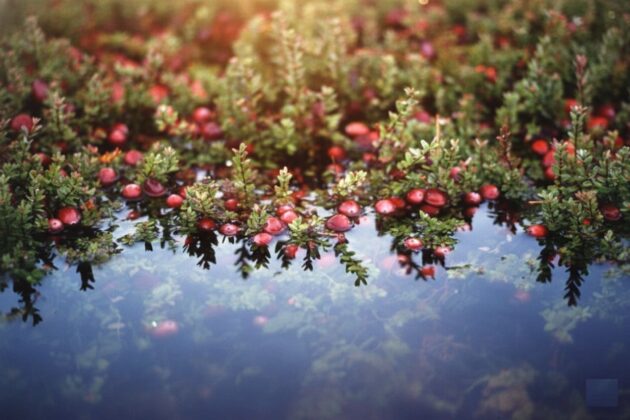 40 Types of Berries: Complete Growing & Identification Guide