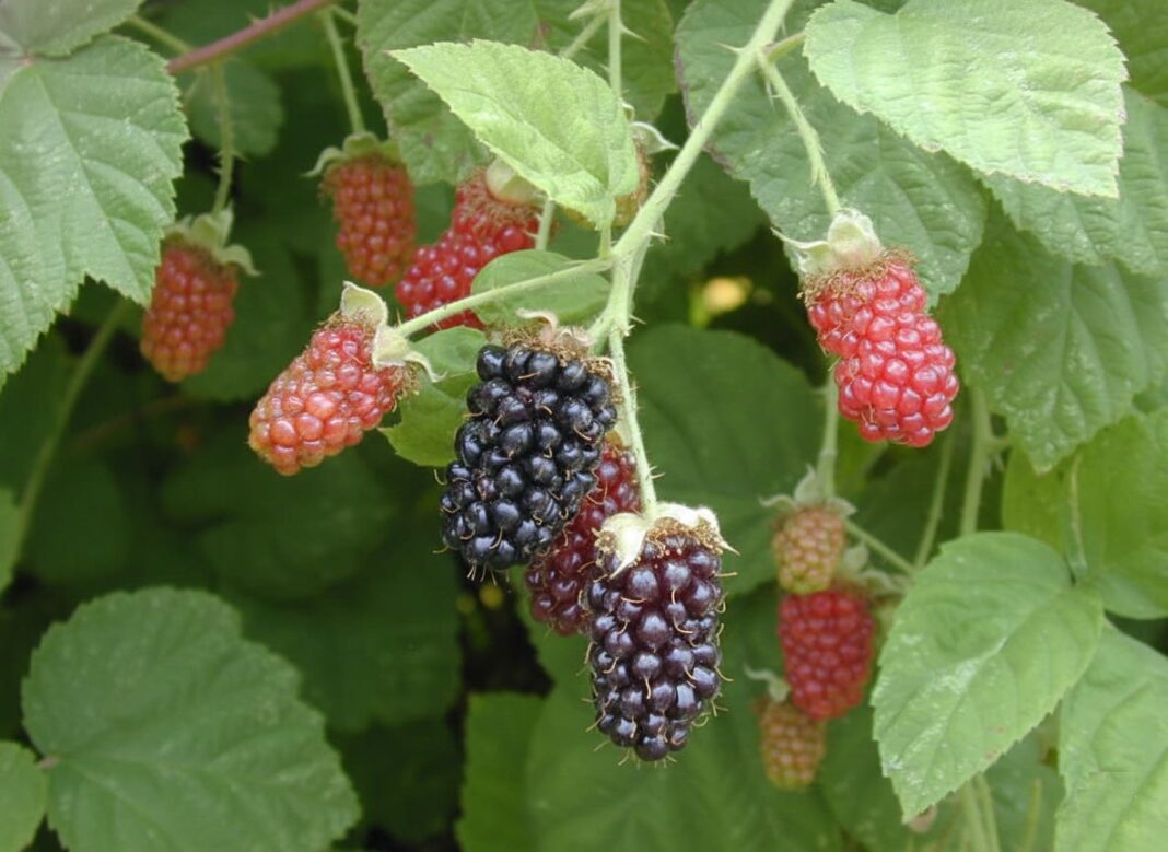 40 Types of Berries: Complete Growing & Identification Guide