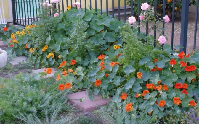 How to Grow Nasturtiums: Complete Guide from Seed to Harvest