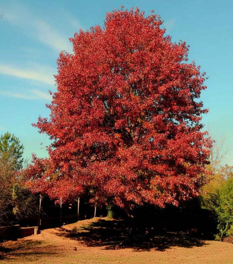 22 Fast-Growing Shade Trees That Cool Your Yard in 5 Years