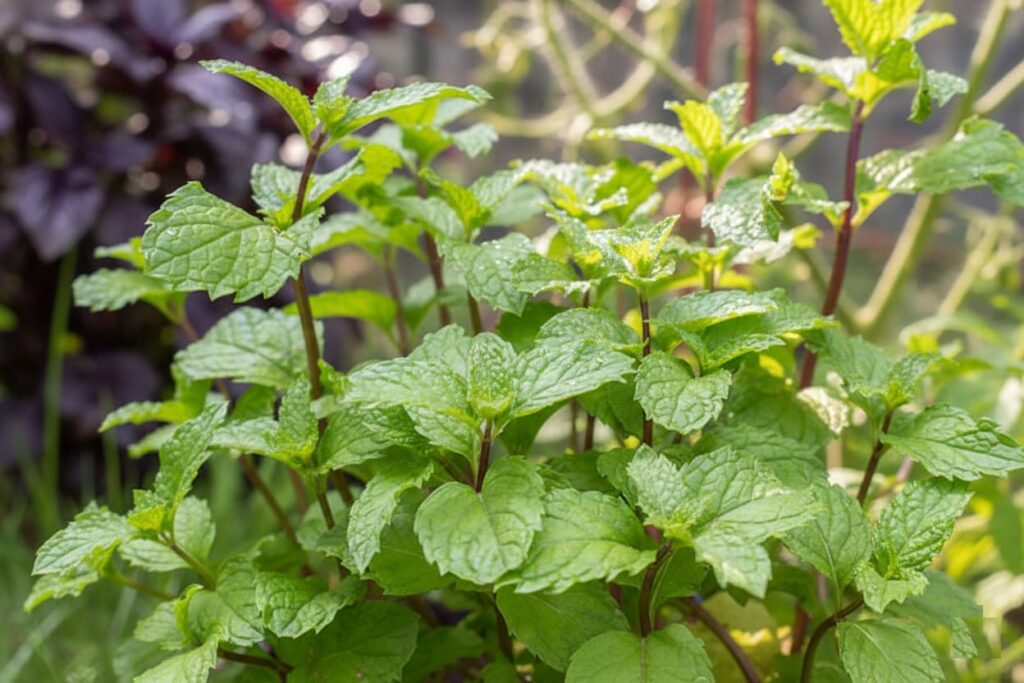 37 Types of Mint You Can Grow at Home: Complete Care Guide
