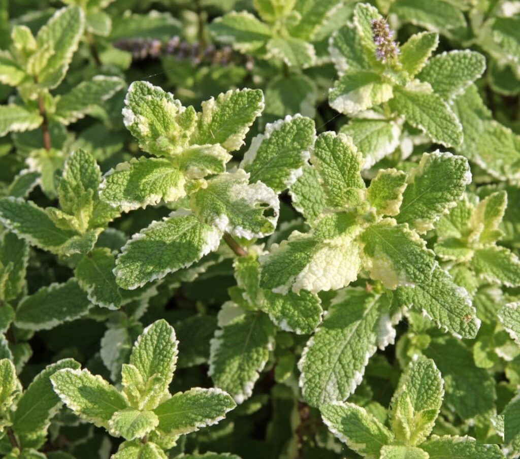 37 Types of Mint You Can Grow at Home: Complete Care Guide