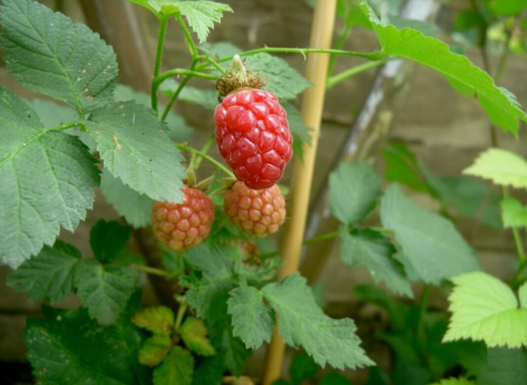 40 Types of Berries: Complete Growing & Identification Guide