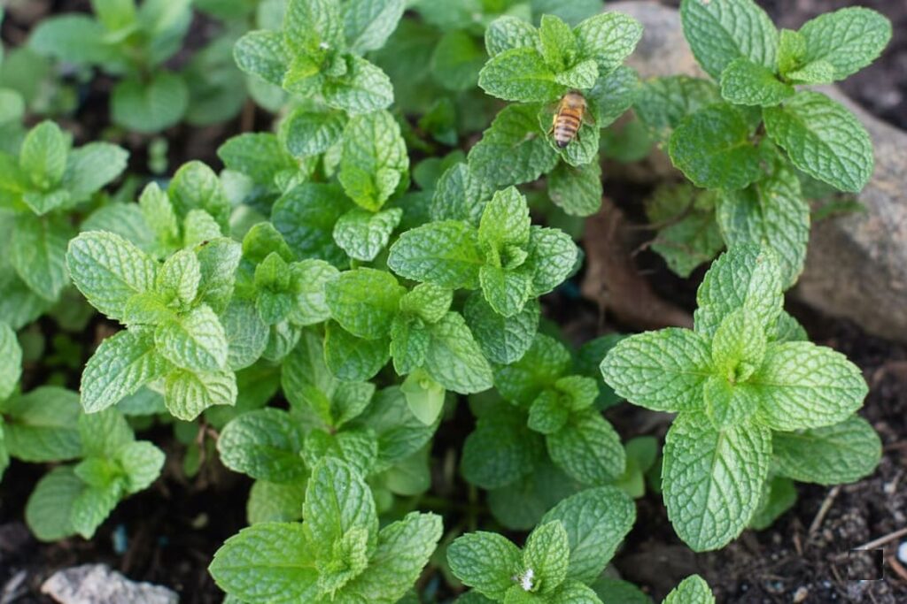37 Types of Mint You Can Grow at Home: Complete Care Guide
