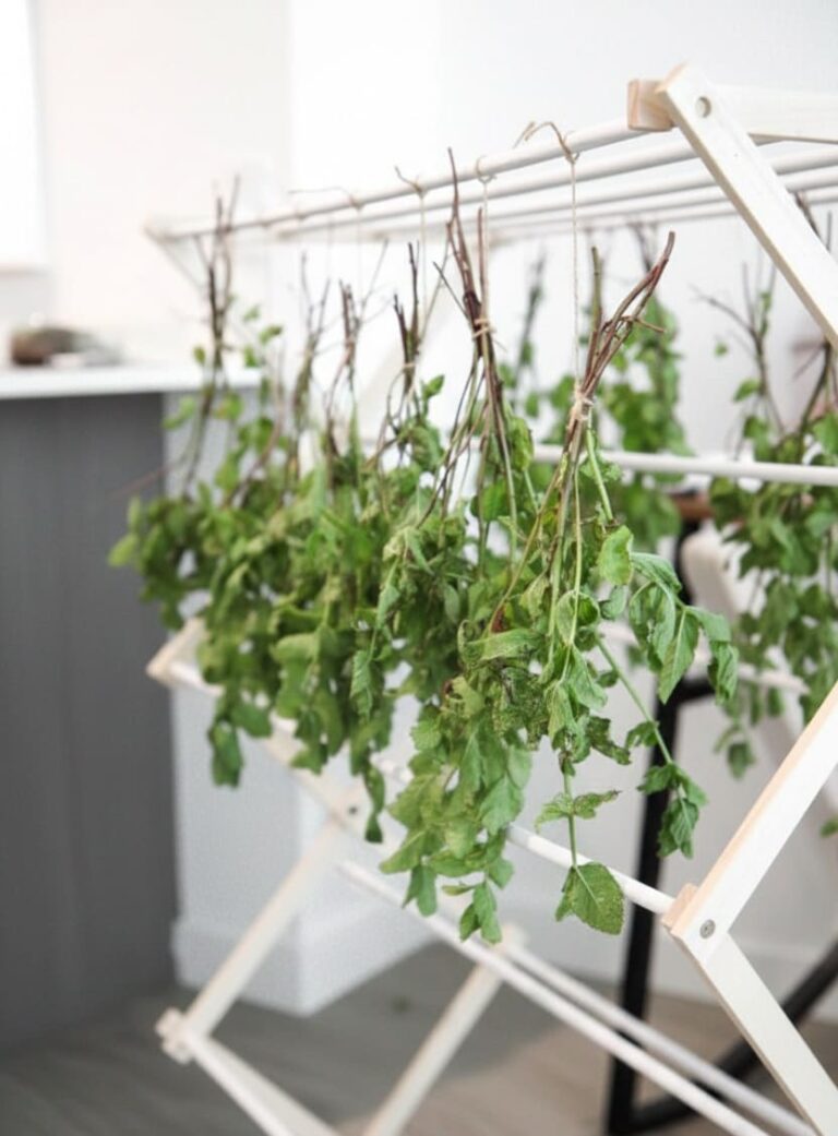 How to Dry Mint at Home (4 Easy Methods for Best Flavor)