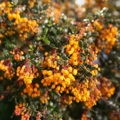 How to Grow Berberis: Varieties, Planting, and Care Guide