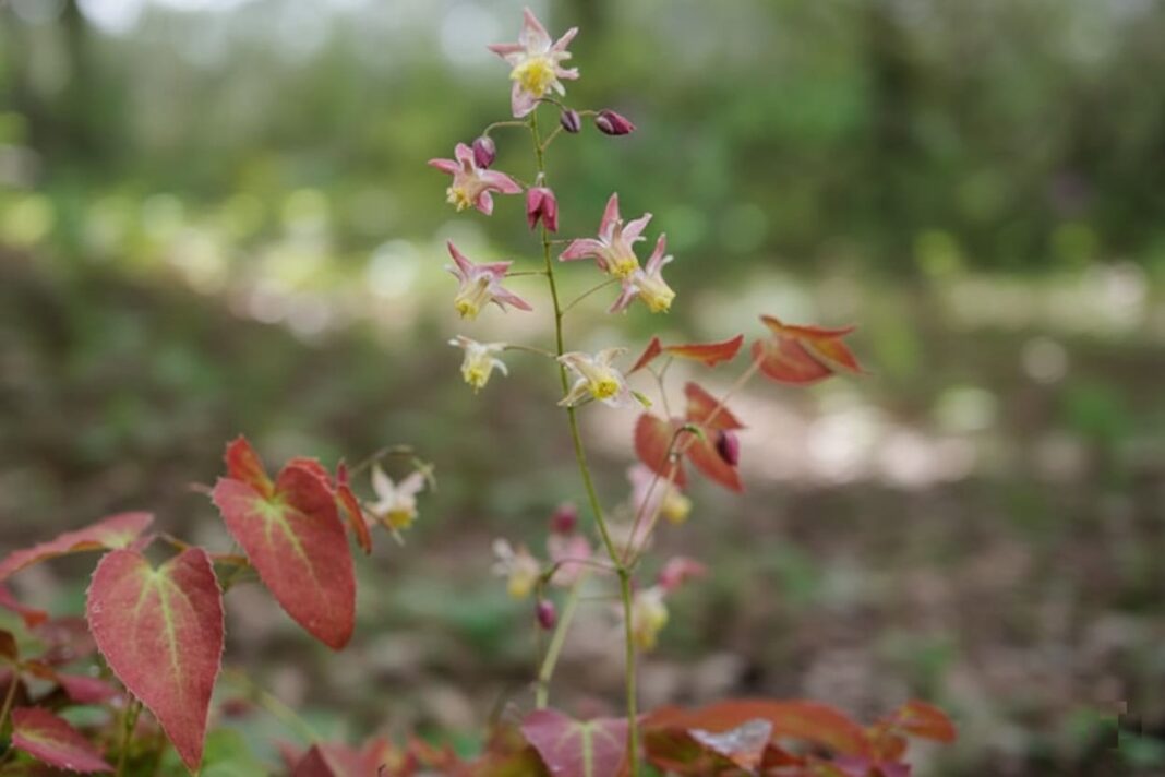 Harvest Savvy: How to Grow Epimediums: Care, Design Tips, and Best ...