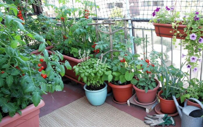 Container Vegetable Gardening for Beginners: Full Guide 2026