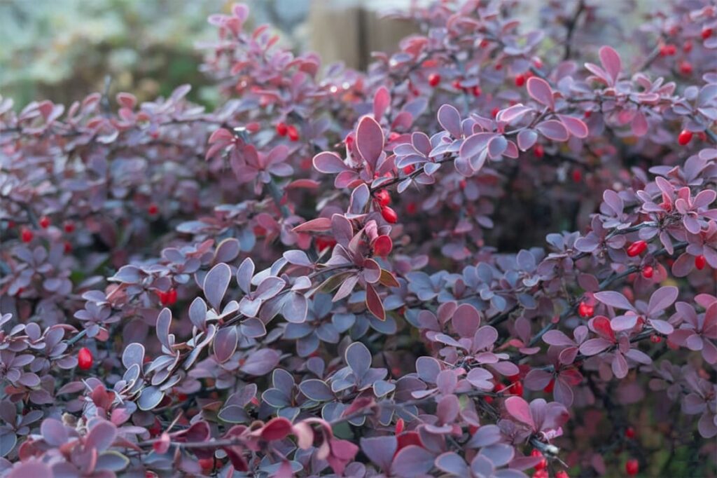 How to Grow Berberis: Varieties, Planting, and Care Guide