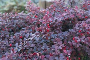 How to Grow Berberis: Varieties, Planting, and Care Guide