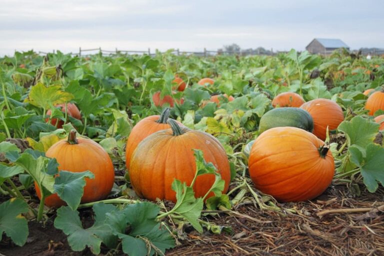 How to Grow Pumpkins: Complete Guide From Seed to Harvest