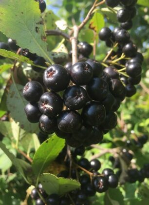 How to Grow Aronia Berries (Chokeberries) in Your Backyard