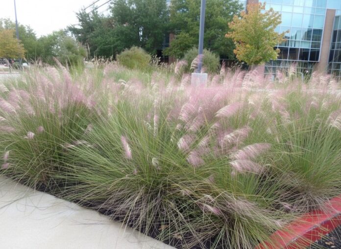 How to Grow Pink Muhly Grass: Planting, Care & Design Ideas