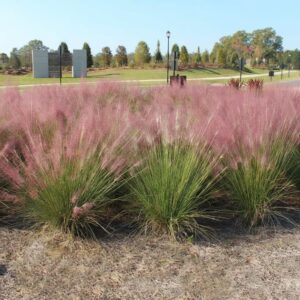 How to Grow Pink Muhly Grass: Planting, Care & Design Ideas