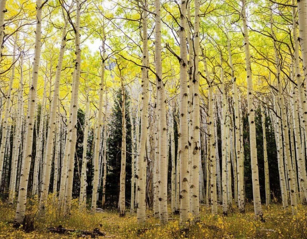 How to Grow Quaking Aspen (Populus tremuloides) Successfully