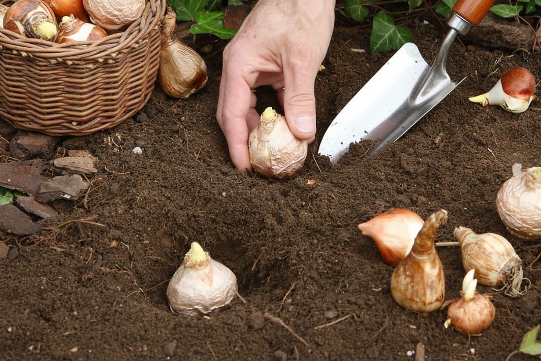 How to Plant Bulbs Successfully: Timing, Depth, and Pro Tips