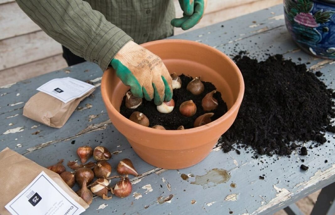 How to Plant Bulbs Successfully: Timing, Depth, and Pro Tips