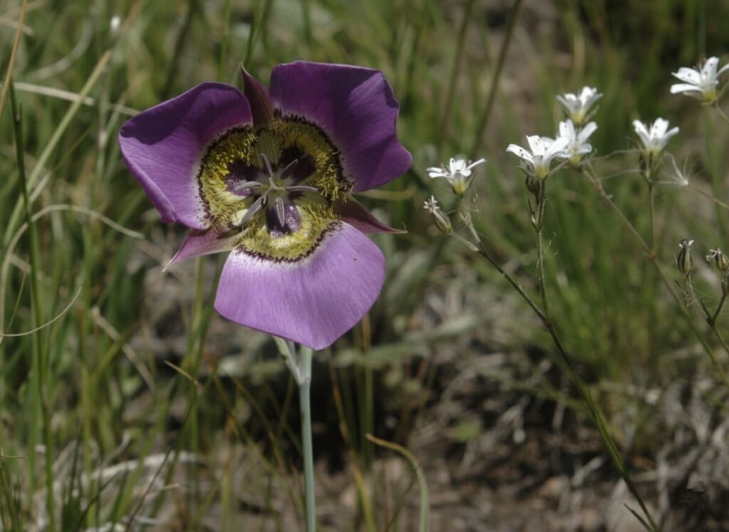 Sego Lily (Calochortus nuttallii): History, Habitat & Care