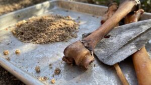 How to Make Bone Meal Fertilizer at Home From Kitchen Scraps