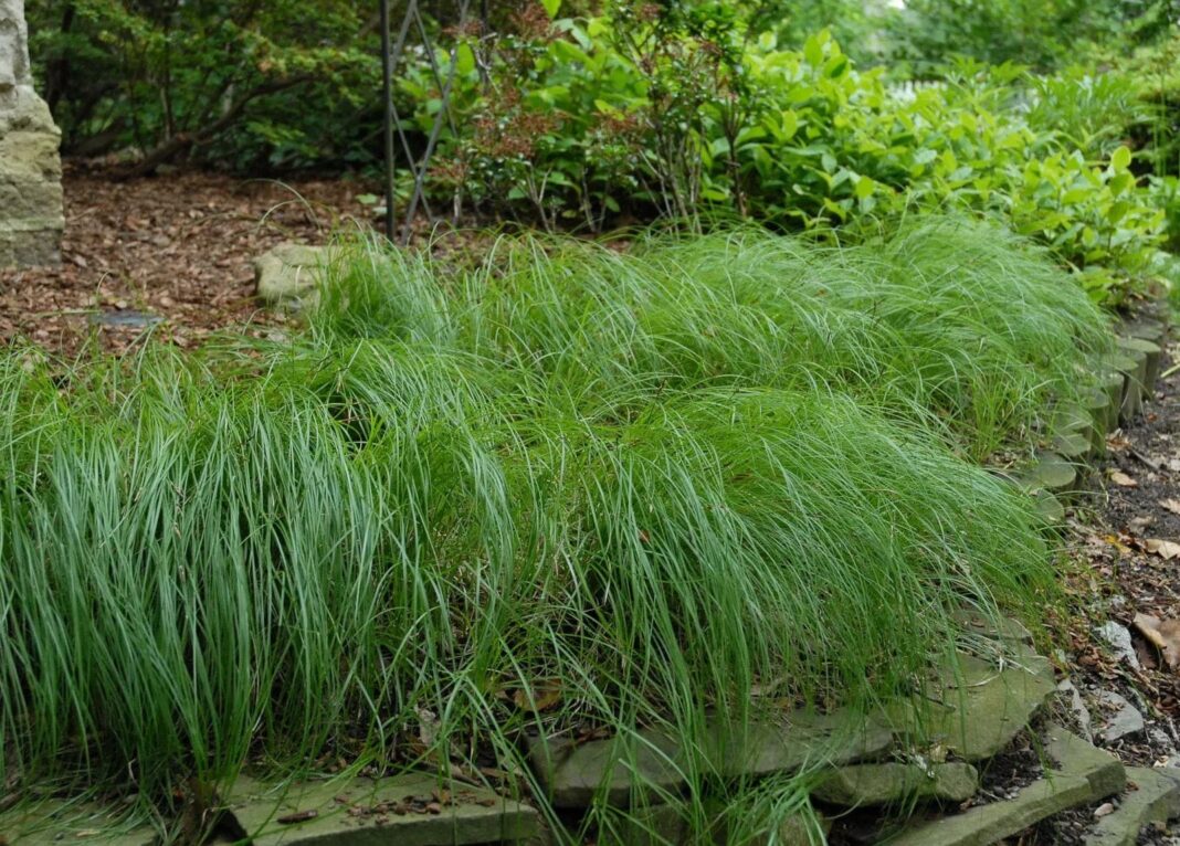 36 Best Ground Covers for Shade That Thrive in Low Light