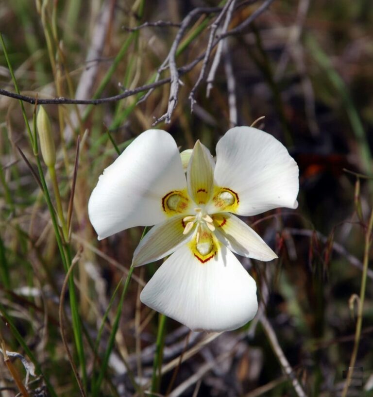 Sego Lily (Calochortus nuttallii): History, Habitat & Care
