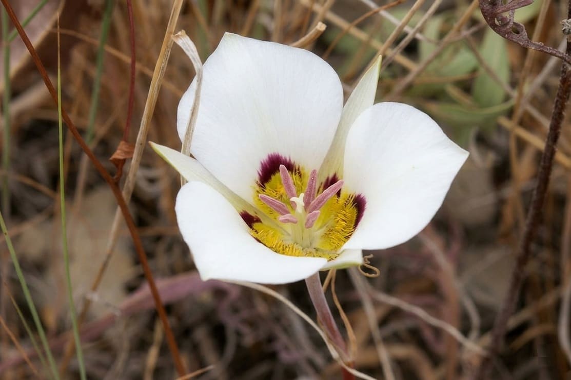 Sego Lily (Calochortus nuttallii): History, Habitat & Care