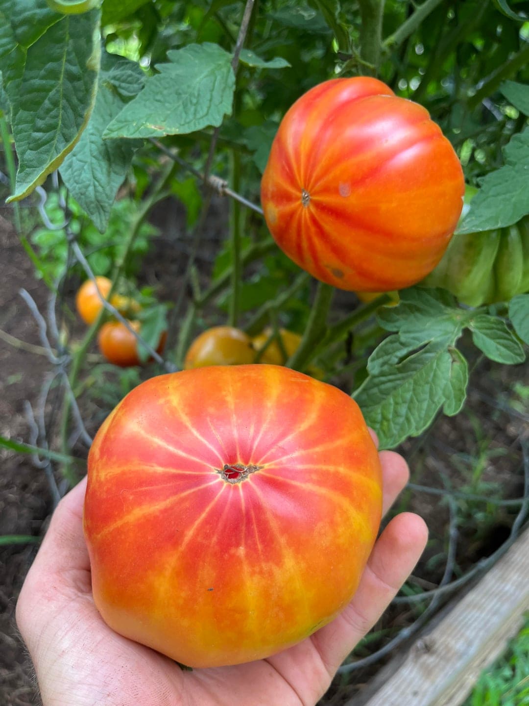 37+ Best Tasting Heirloom Tomatoes (Ranked by Flavor)
