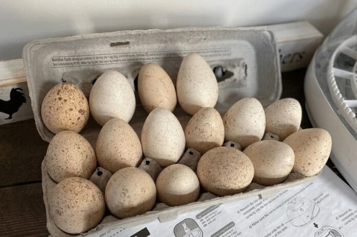 How to Hatch Turkey Eggs: Temperature, Humidity & Hatch Tips