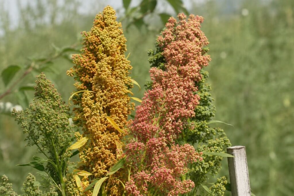How to Grow Quinoa at Home: A Complete Beginner's Guide