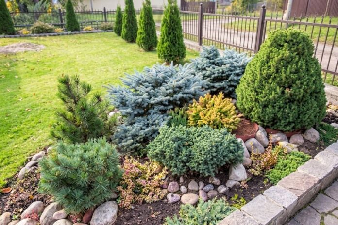 20 Small Evergreen Shrubs That Won't Outgrow Your Garden
